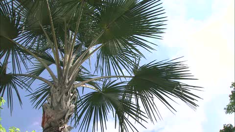 The sun shines on a Buri Palm tree in Bohol, Philippines. - Wazee Digital