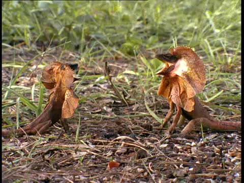 Two male frill-necked lizards (Chlamydosaurus kingii) fight - Wazee Digital